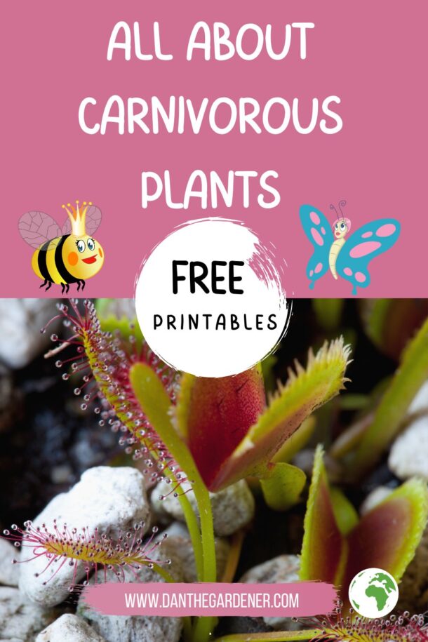 Carnivorous Plants for Kids – Amazing Plant Facts
