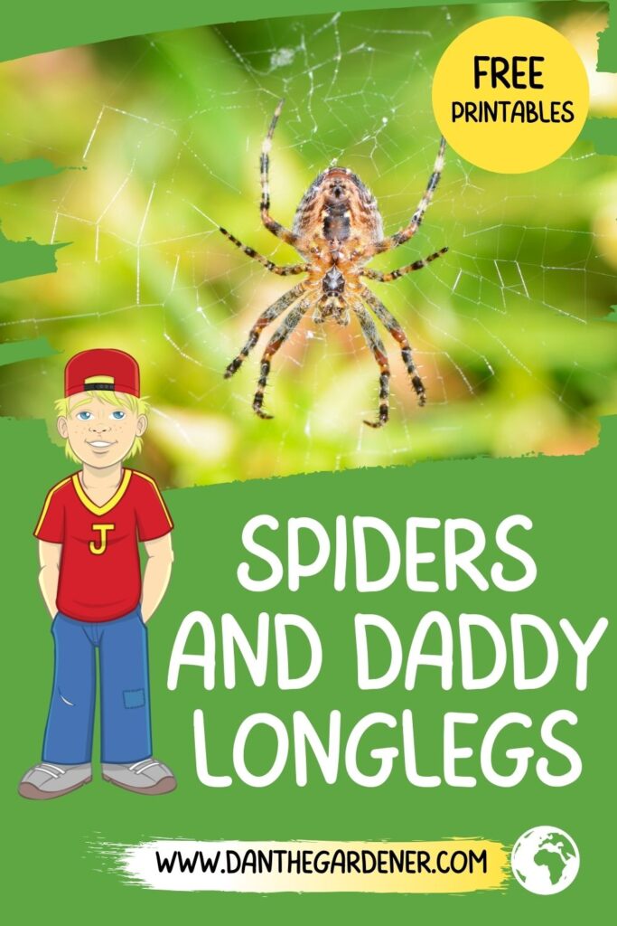 Spiders and Daddy Longlegs Fun Facts - Dan The Gardener & Friends
