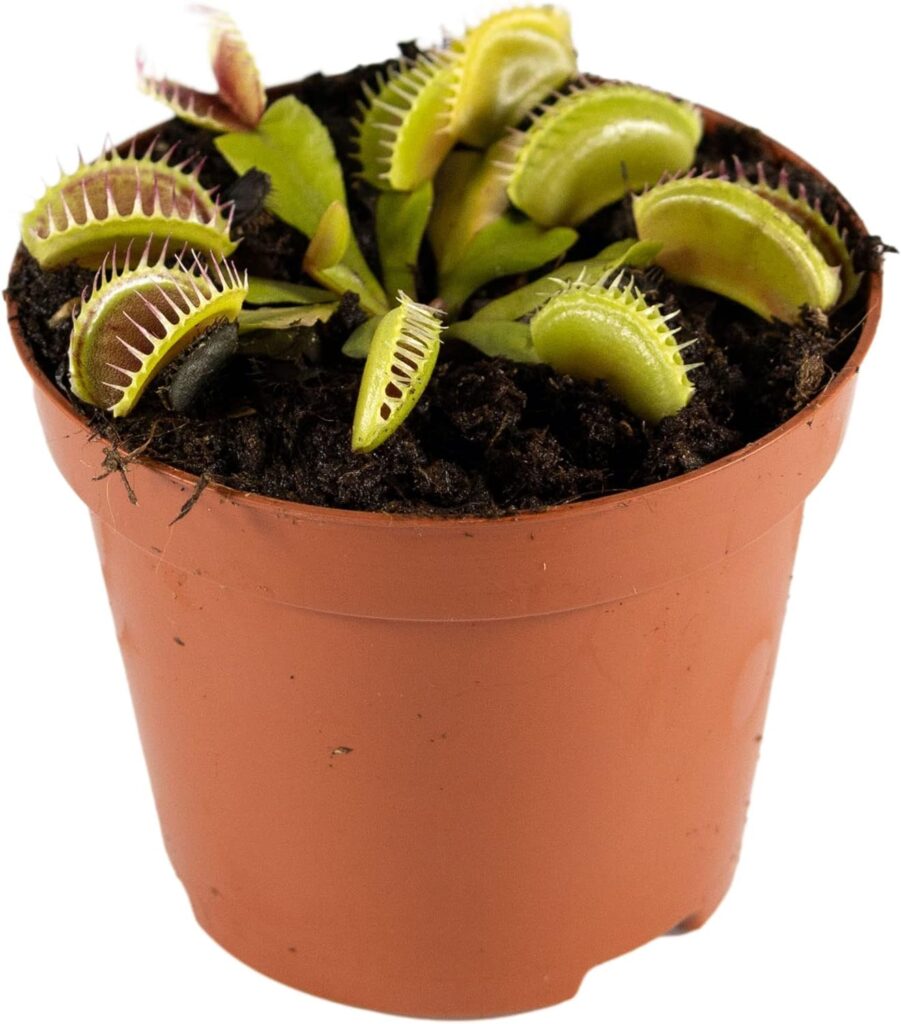 Carnivorous Plants for Kids – Amazing Plant Facts