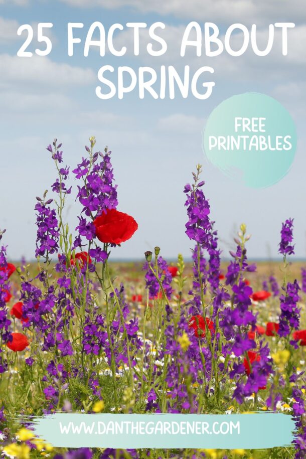 25 fun facts about springtime for children - Dan The Gardener & Friends