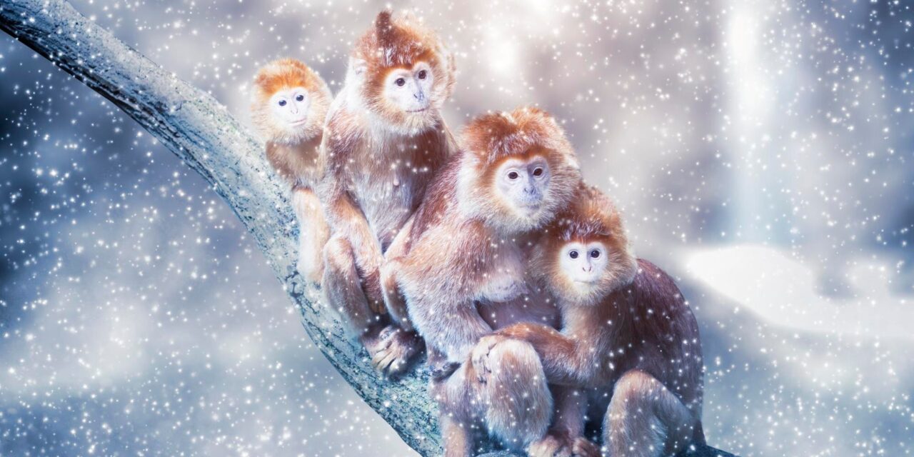 How Animals Survive Winter: Hibernation, Migration and Adaptation ...