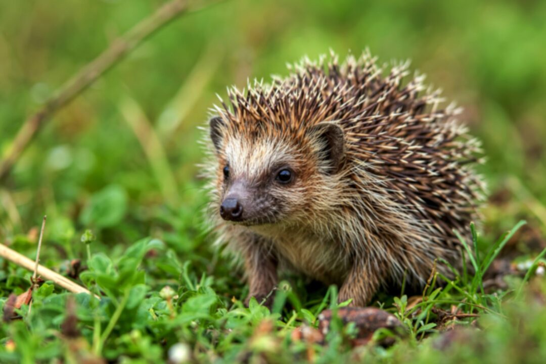 How Animals Survive Winter: Hibernation, Migration & Adaptation