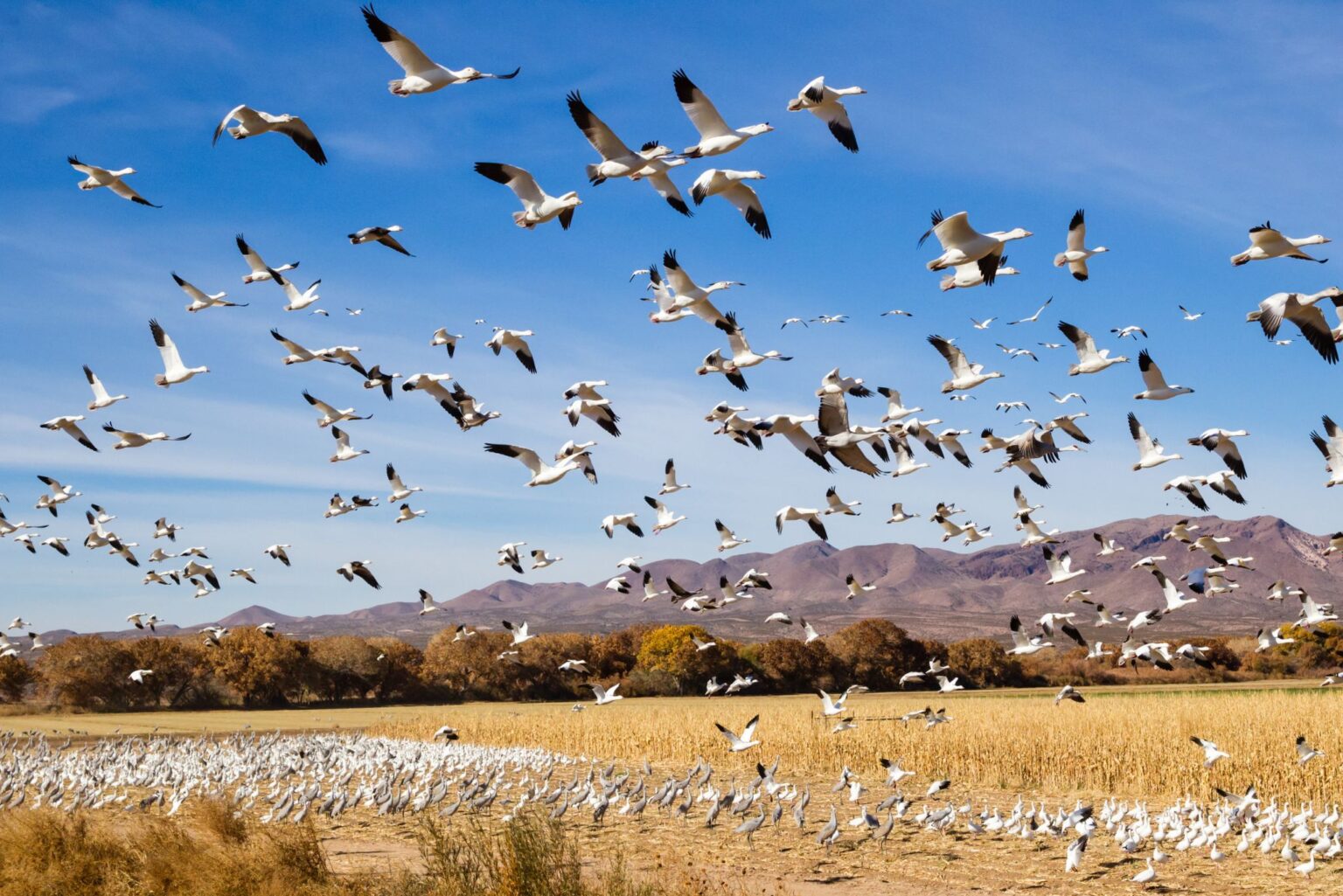 How Animals Survive Winter: Hibernation, Migration & Adaptation